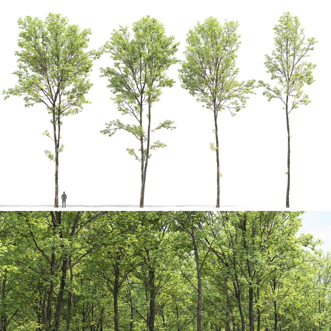 Ash-tree 02 3D - TurboSquid 1730021