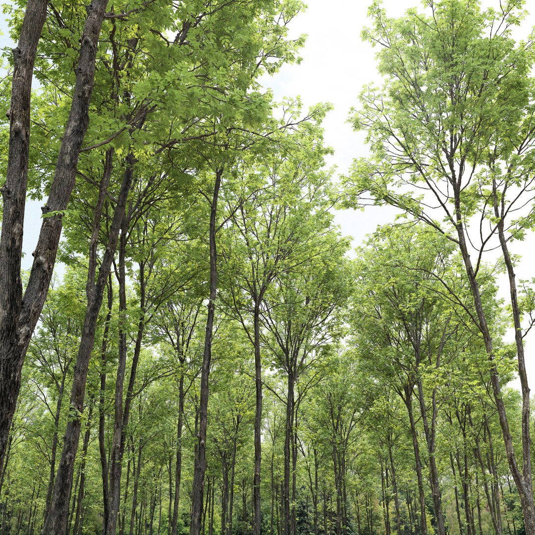 Ash-tree 02 3D - TurboSquid 1730021