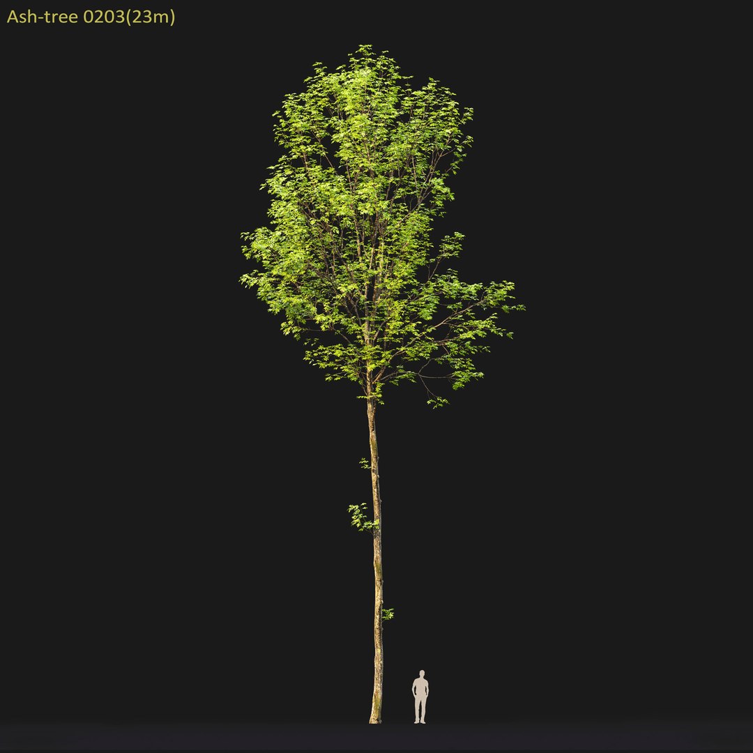 Ash-tree 02 3D - TurboSquid 1730021