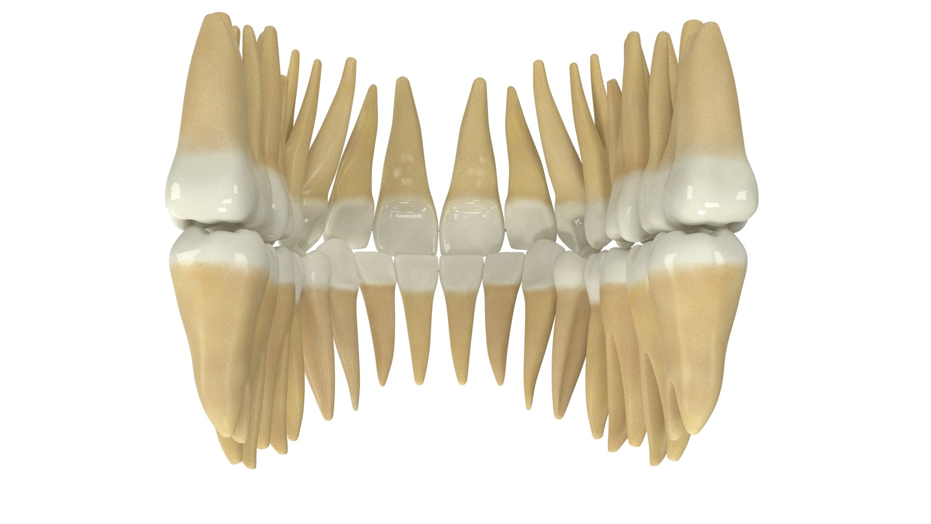 3D Human Teeth With Self Ligating Steel Dental Braces V03 - TurboSquid ...