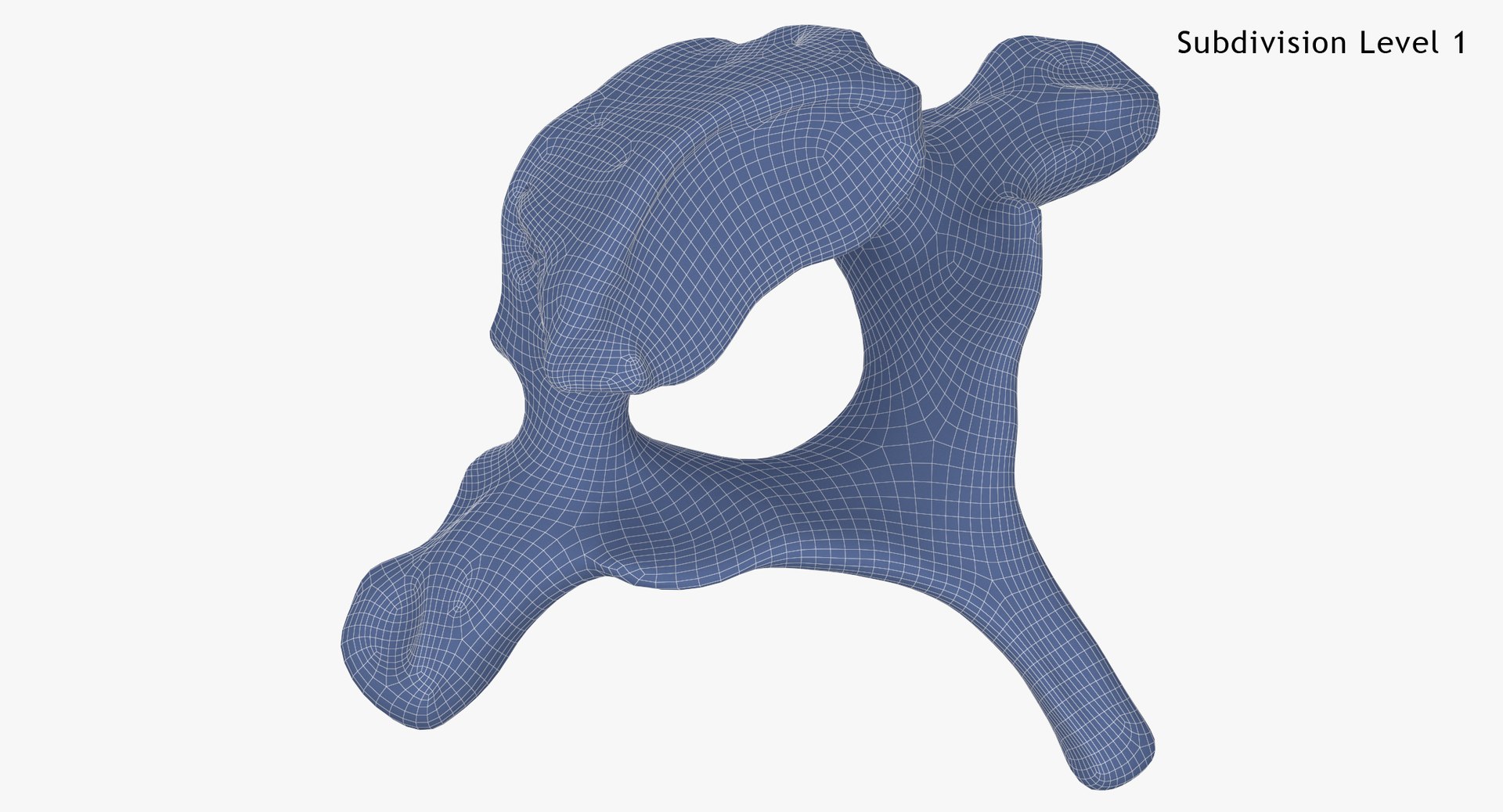 3D Thoracic Vertebrae Th1 Th12 - TurboSquid 1591550