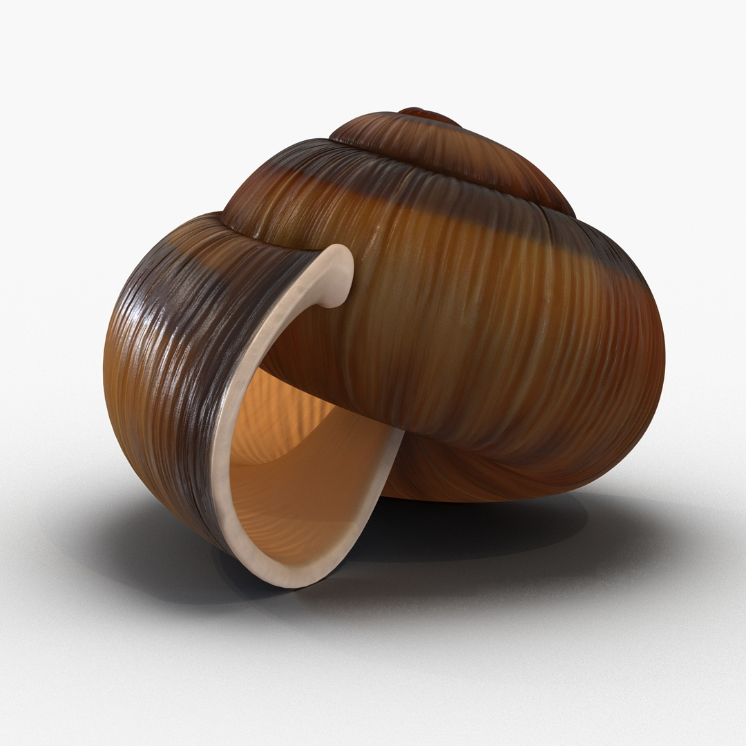 3d Model Snail Shell