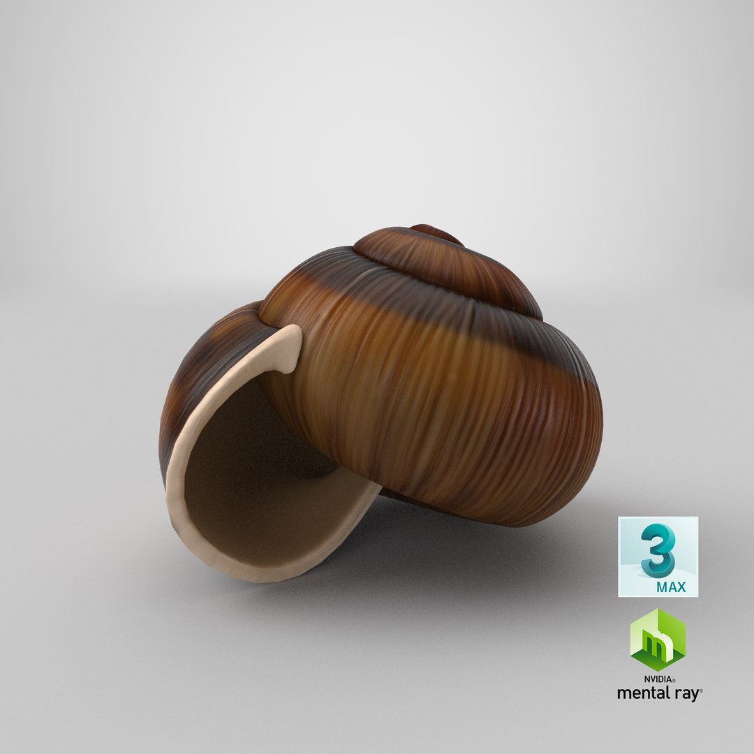 3d model snail shell