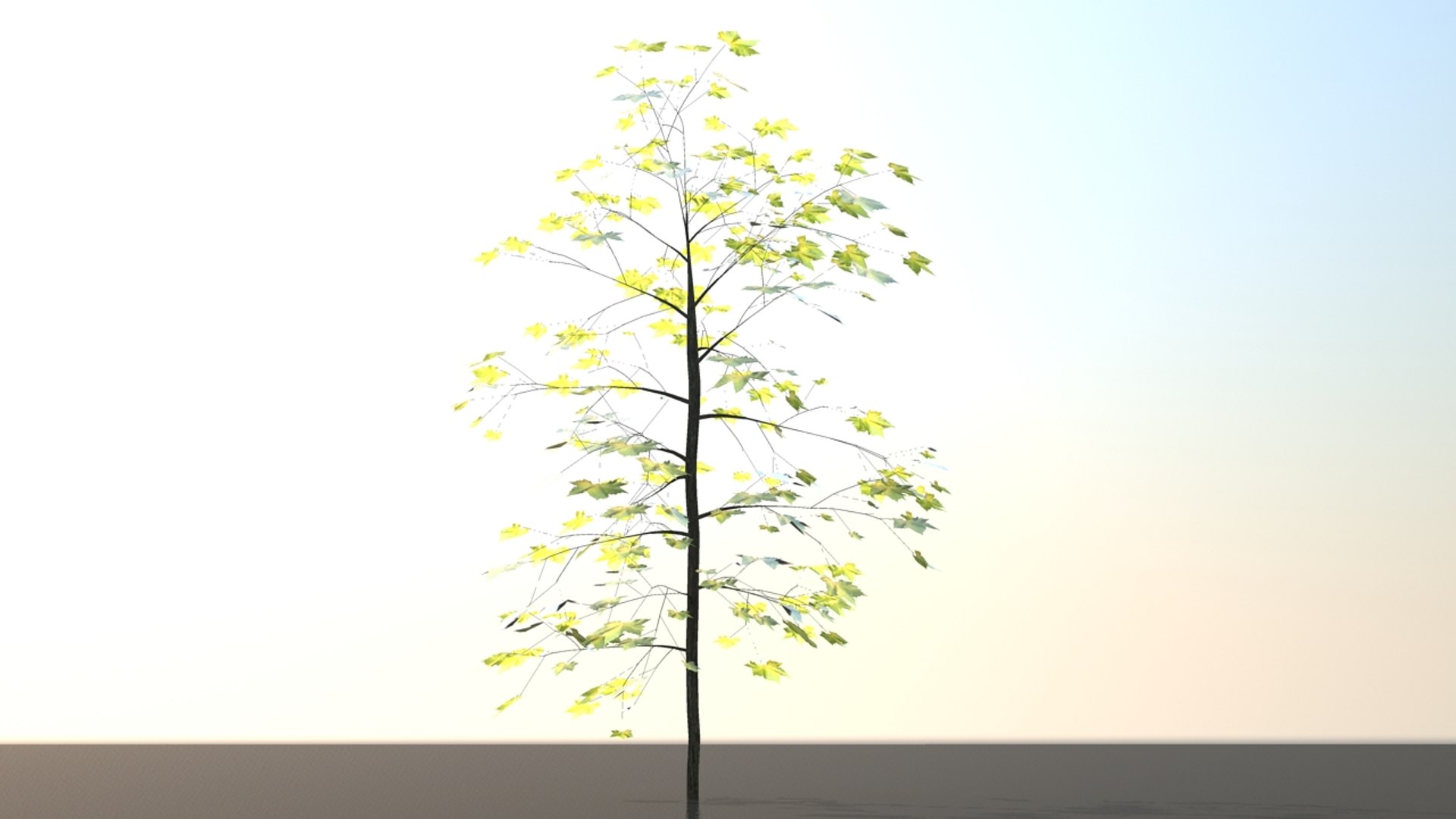 tree leaf 3d obj