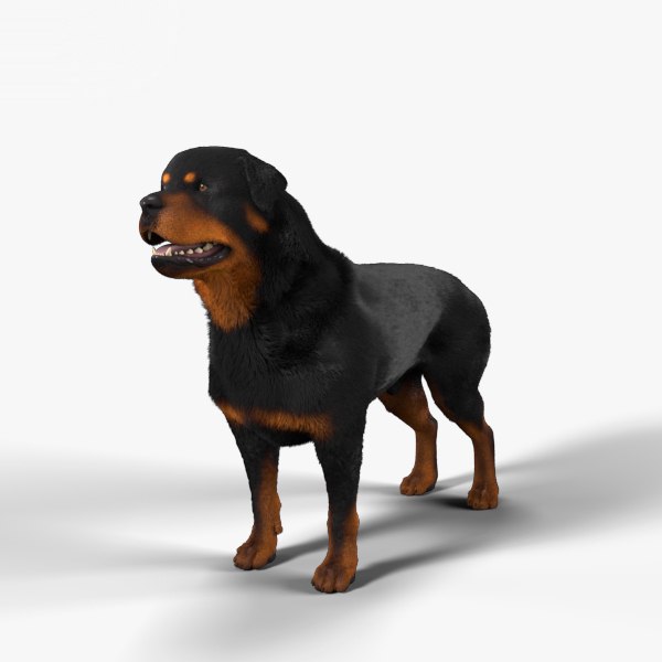 Rottweiler 3D Models for Download | TurboSquid