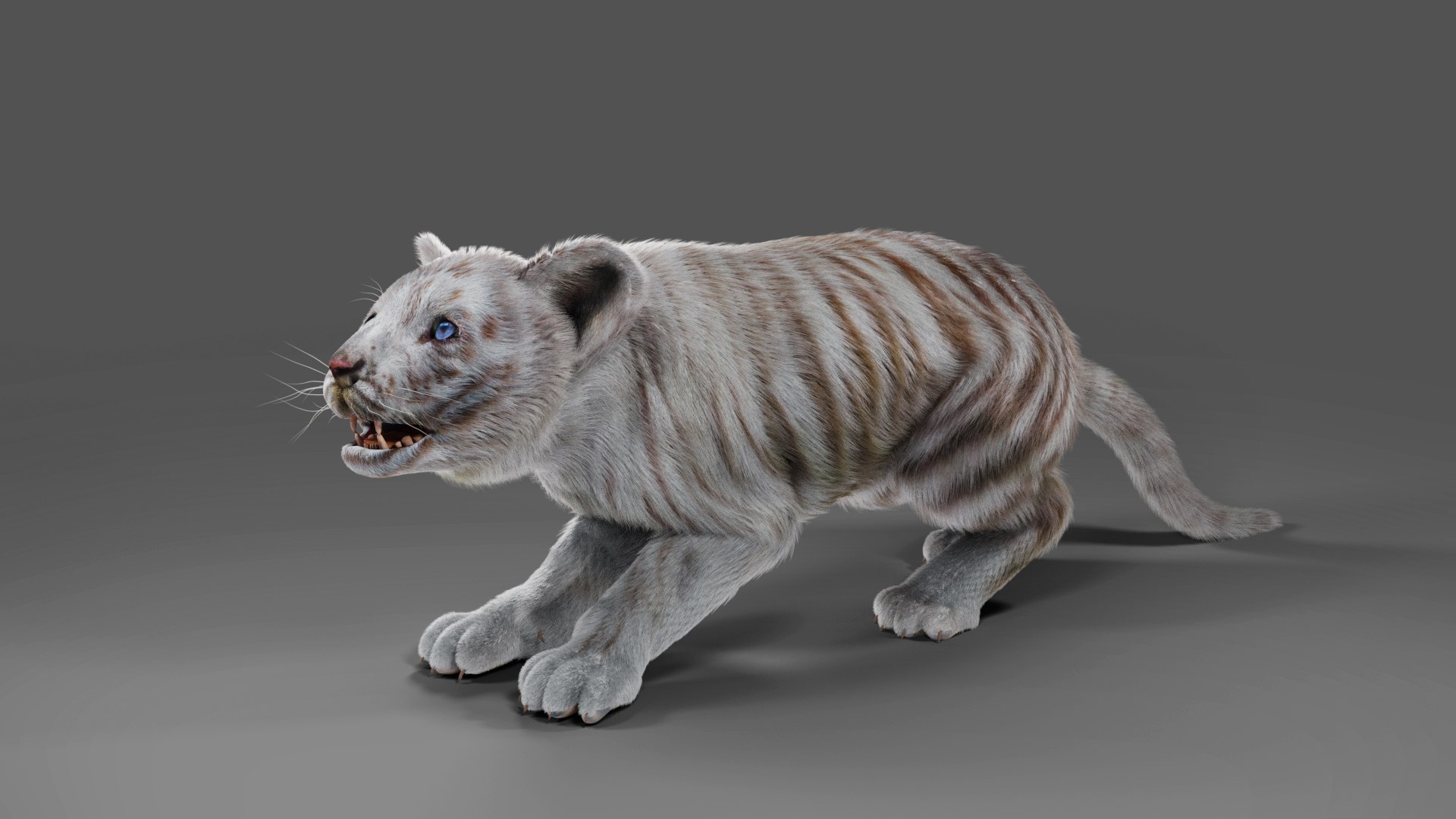 Fur White Tiger Cub Rigged in Blender model - TurboSquid 2028331