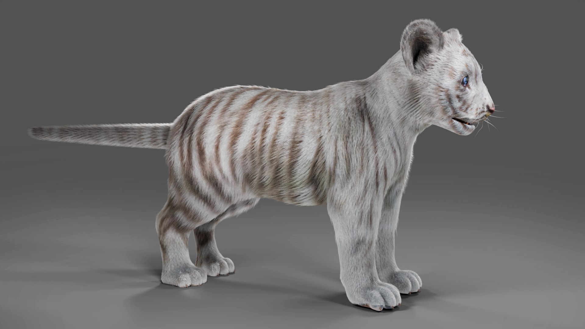 Fur White Tiger Cub Rigged in Blender model - TurboSquid 2028331