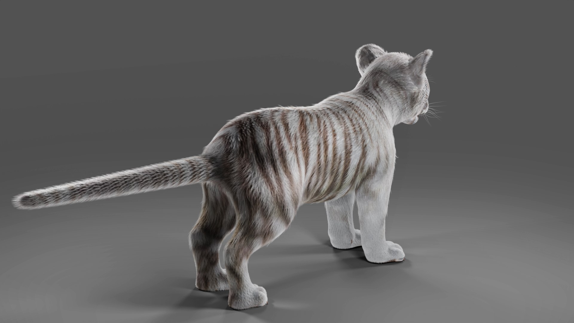 Fur White Tiger Cub Rigged in Blender model - TurboSquid 2028331