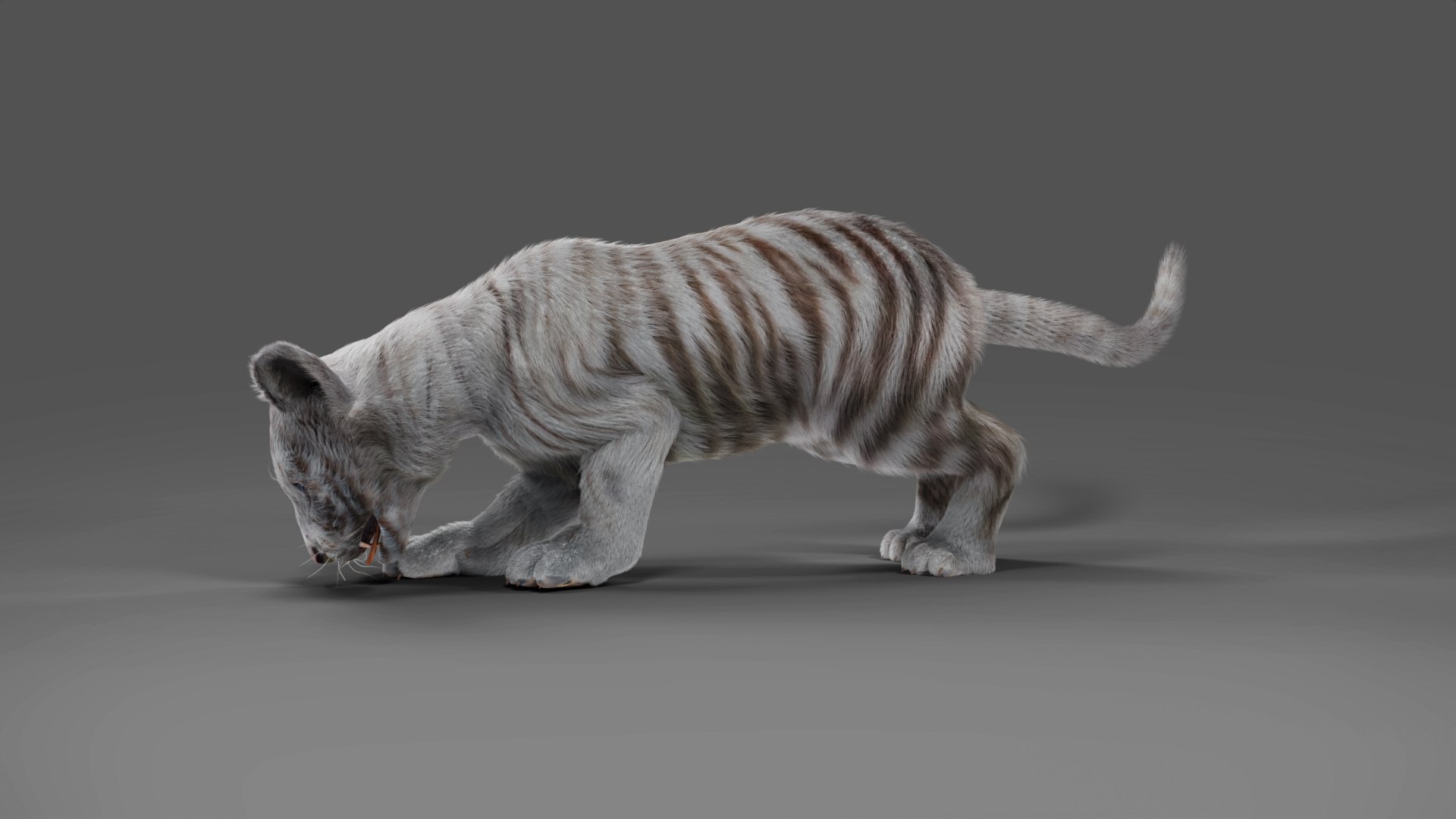 Fur White Tiger Cub Rigged in Blender model - TurboSquid 2028331