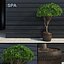 3d Modern Decorative Tree 2 Model