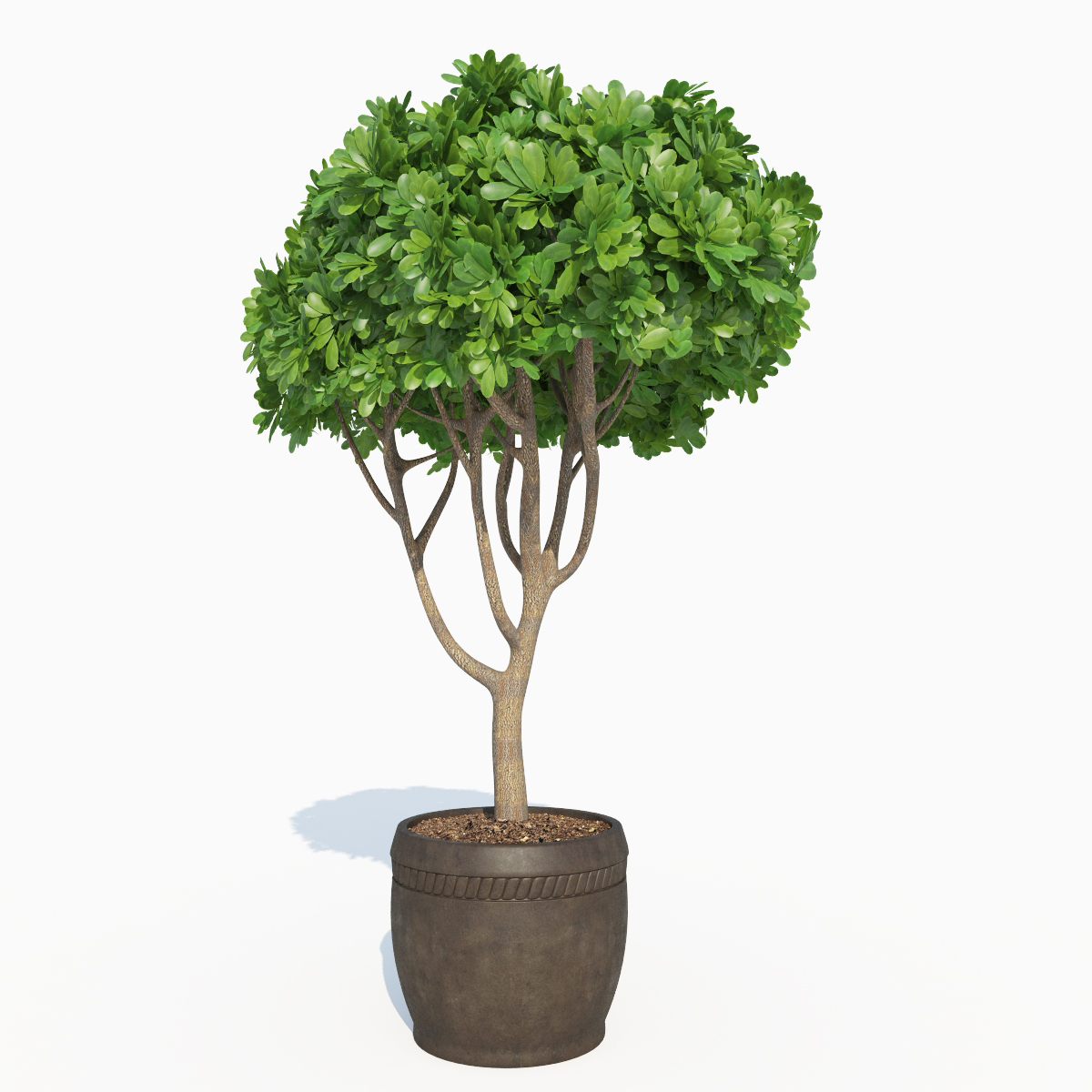 3d modern decorative tree 2 model