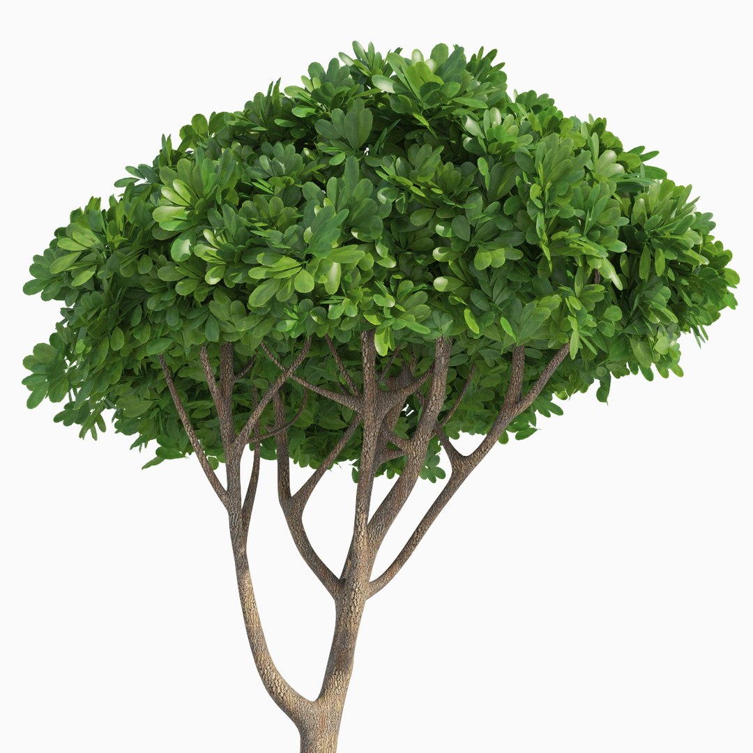3d Modern Decorative Tree 2 Model