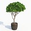 3d Modern Decorative Tree 2 Model