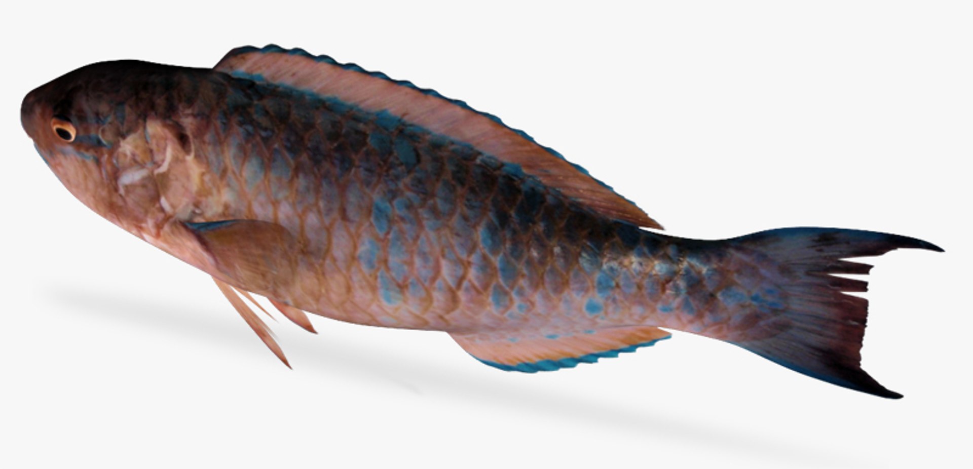 bluechin parrotfish 3d x