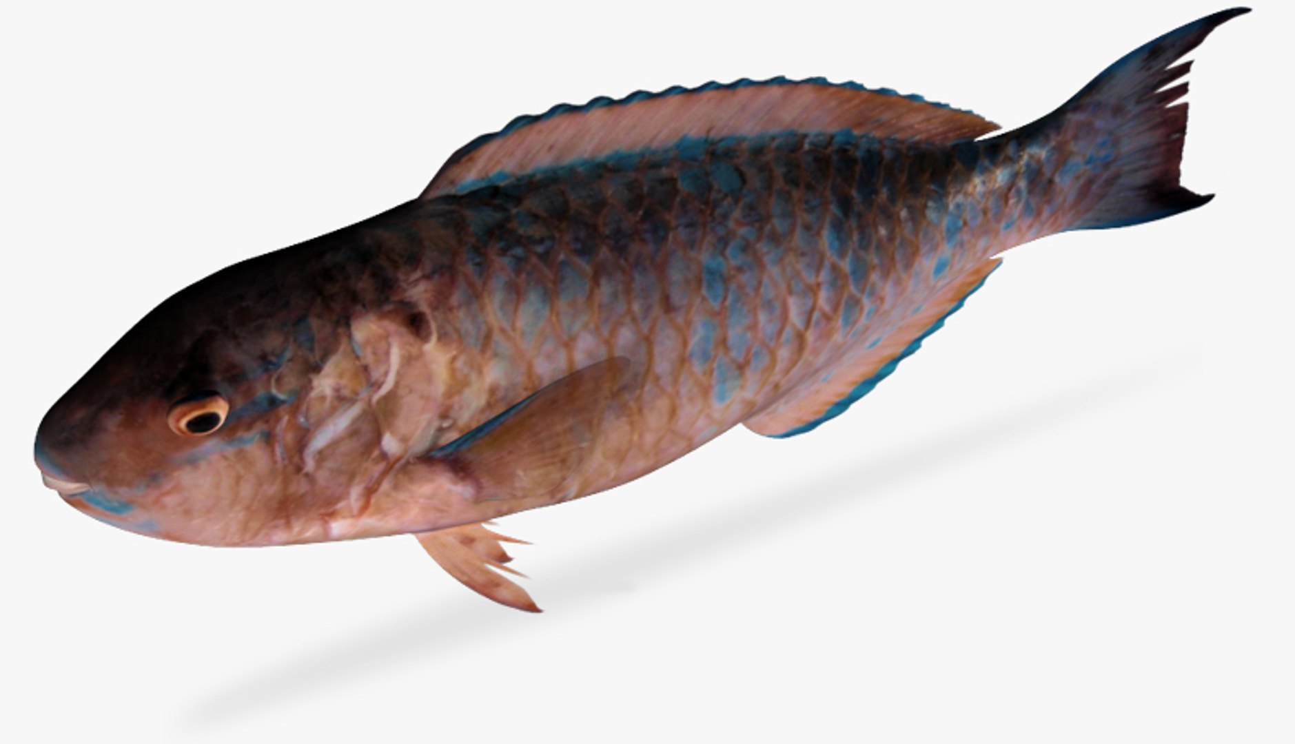 bluechin parrotfish 3d x