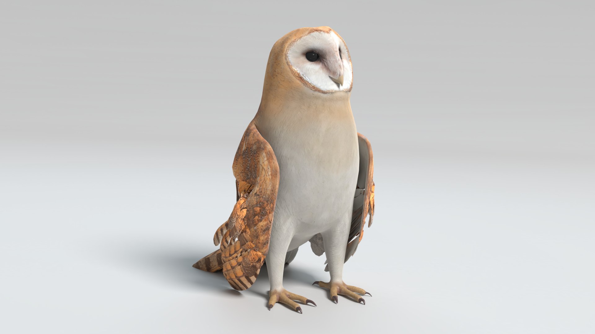 Barn Owl Animations 3D Model - TurboSquid 1554043