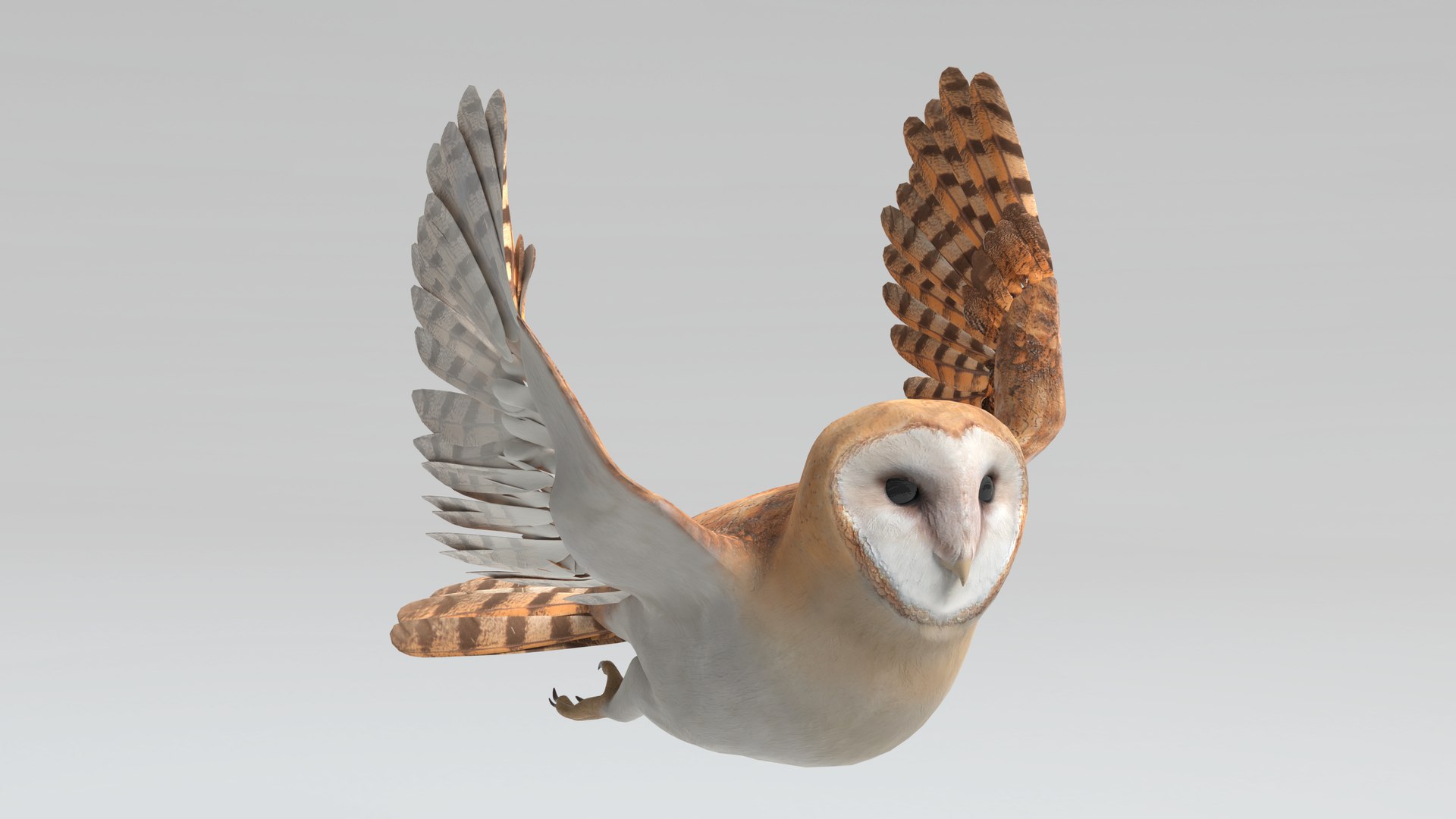 Barn owl animations 3D model - TurboSquid 1554043