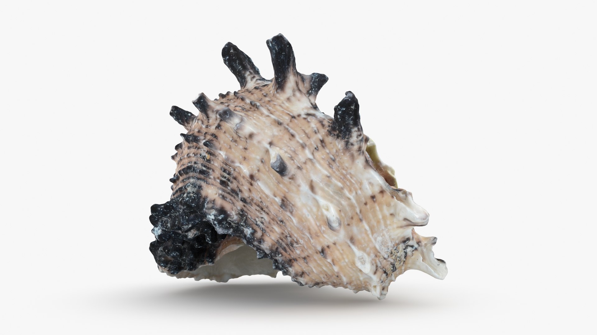 Angaria Delphinus 3 3D Model - TurboSquid 2214401