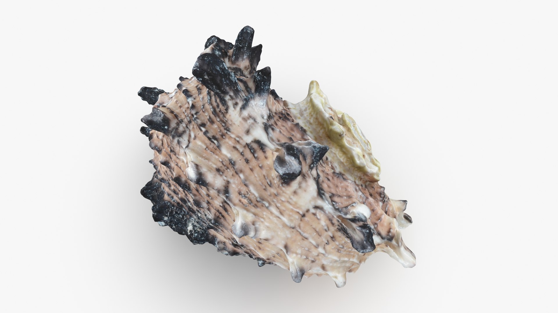 Angaria Delphinus 3 3D Model - TurboSquid 2214401