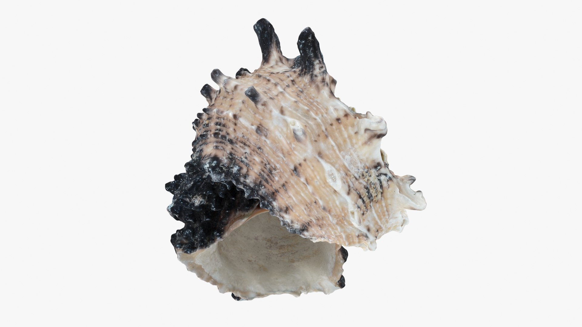 Angaria Delphinus 3 3D Model - TurboSquid 2214401