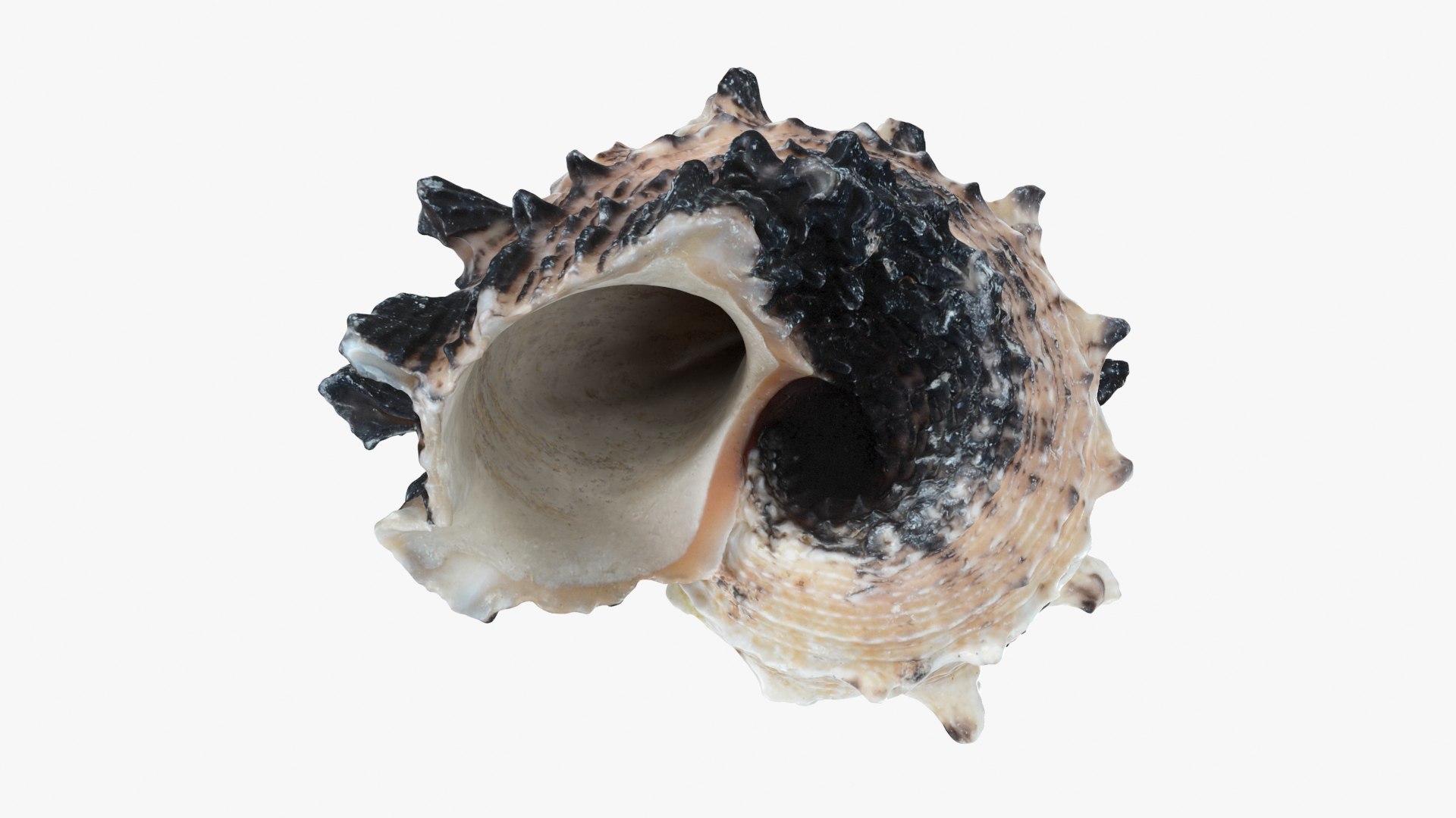 Angaria Delphinus 3 3D Model - TurboSquid 2214401