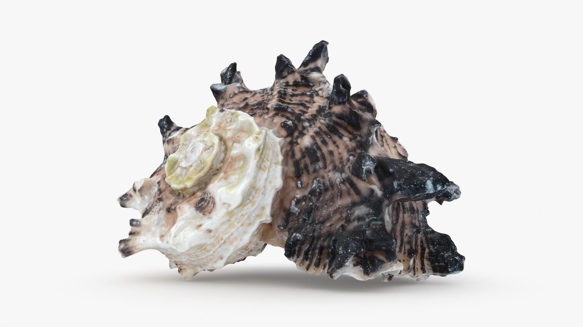 Angaria Delphinus 3 3D Model - TurboSquid 2214401