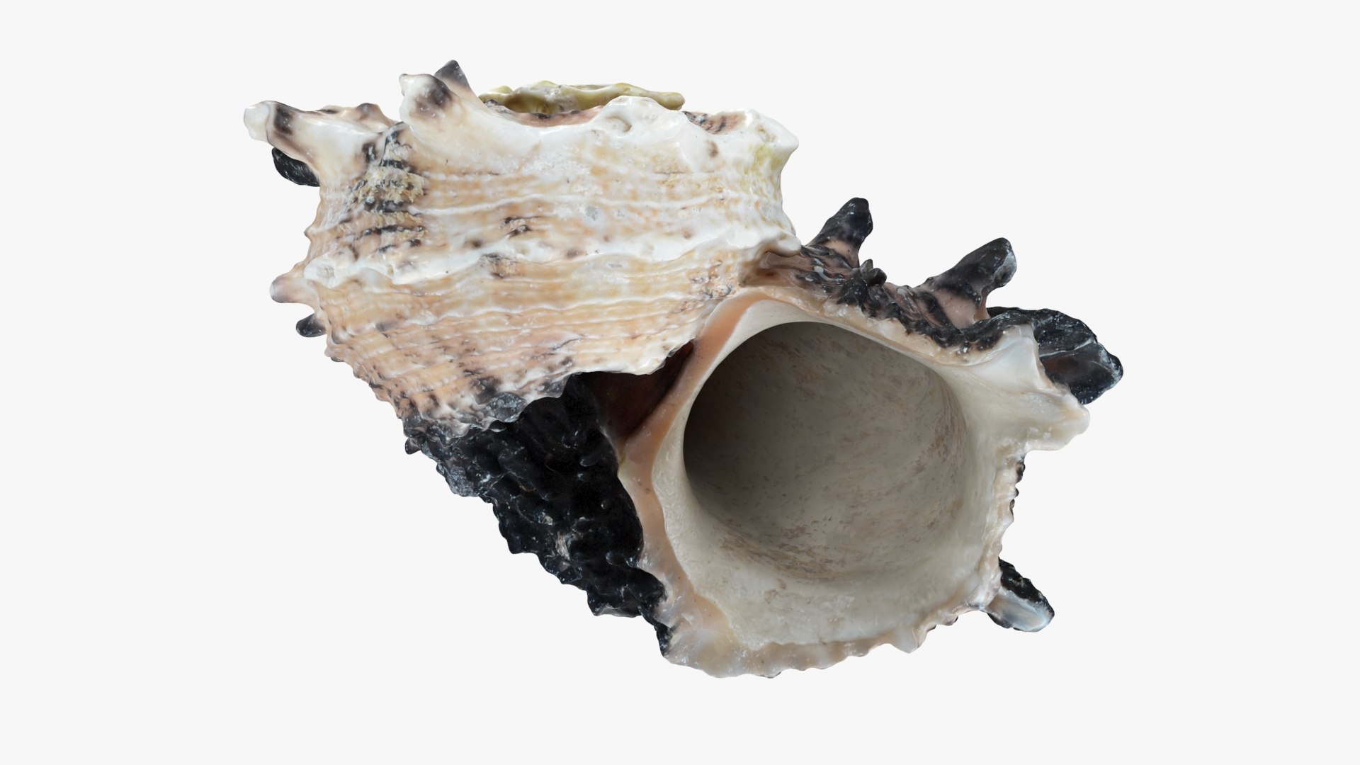 Angaria Delphinus 3 3D Model - TurboSquid 2214401