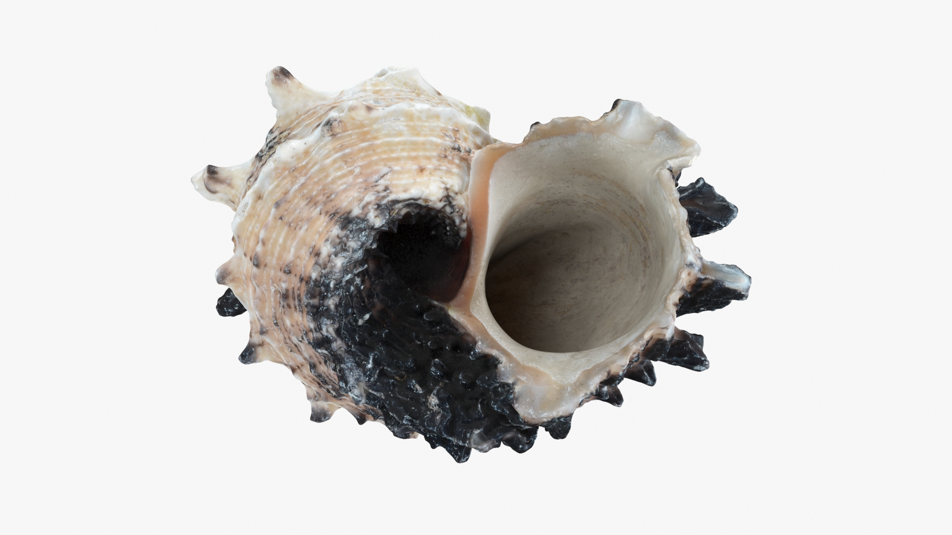 Angaria Delphinus 3 3D Model - TurboSquid 2214401