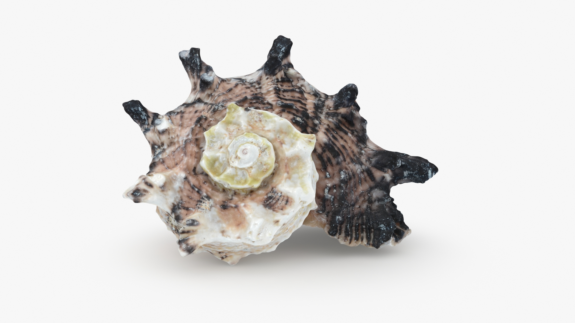 Angaria Delphinus 3 3D Model - TurboSquid 2214401