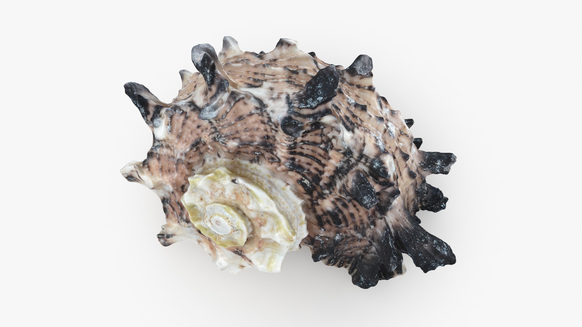 Angaria Delphinus 3 3D Model - TurboSquid 2214401