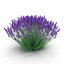 Lavender Bush 3d Model