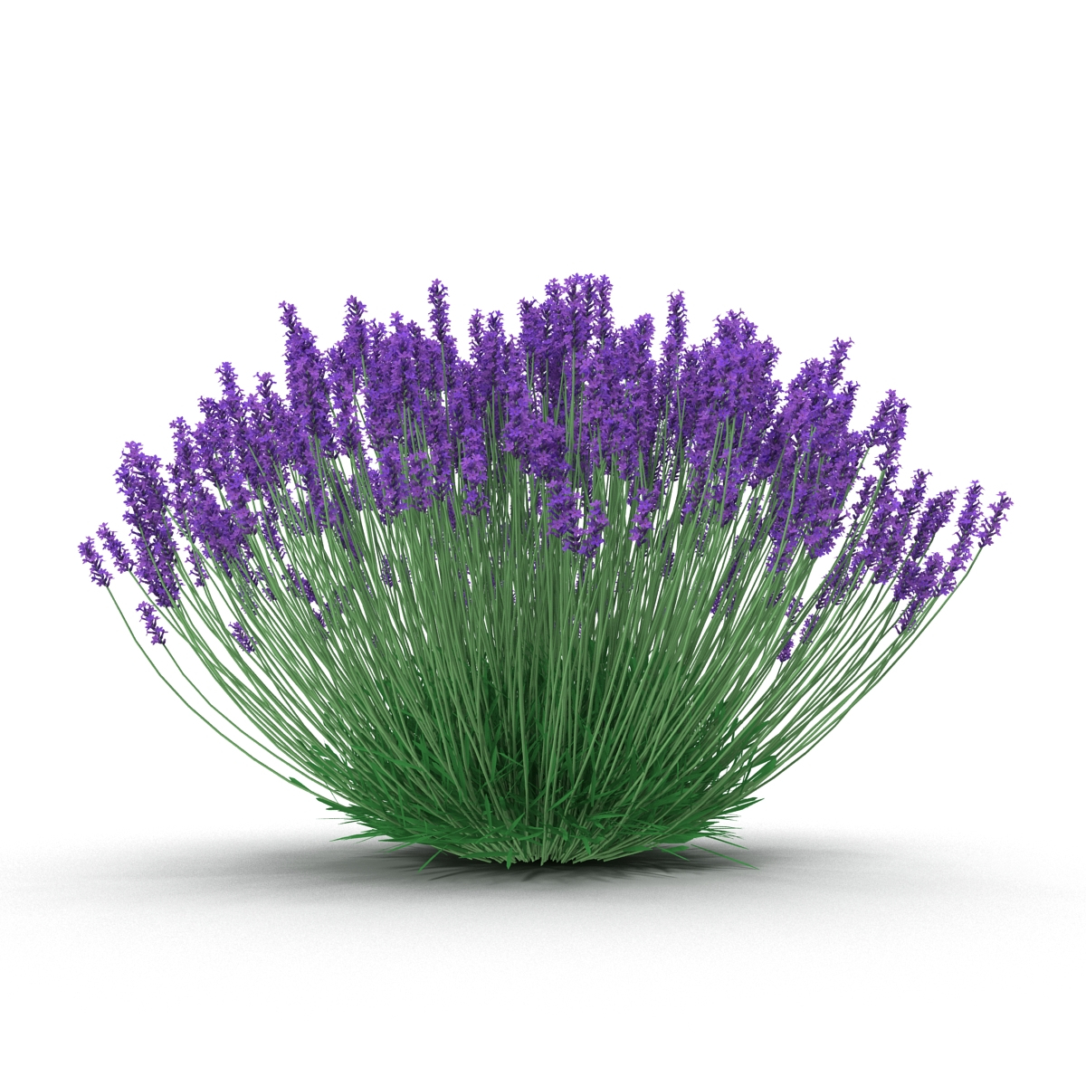 lavender bush 3d model