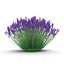 Lavender Bush 3d Model