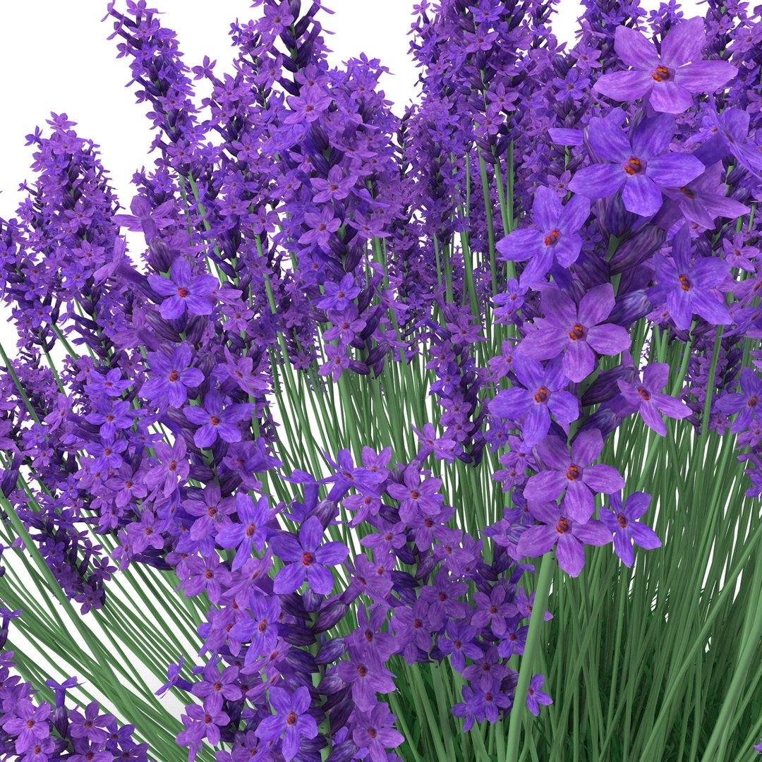 Lavender Bush 3d Model