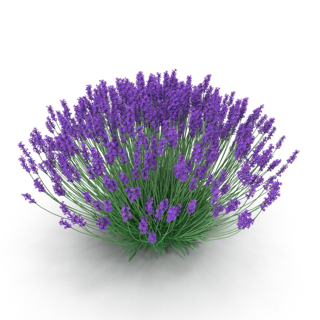 Lavender Bush 3d Model