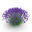 Lavender Bush 3d Model