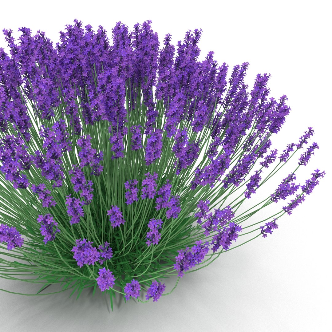 Lavender Bush 3d Model