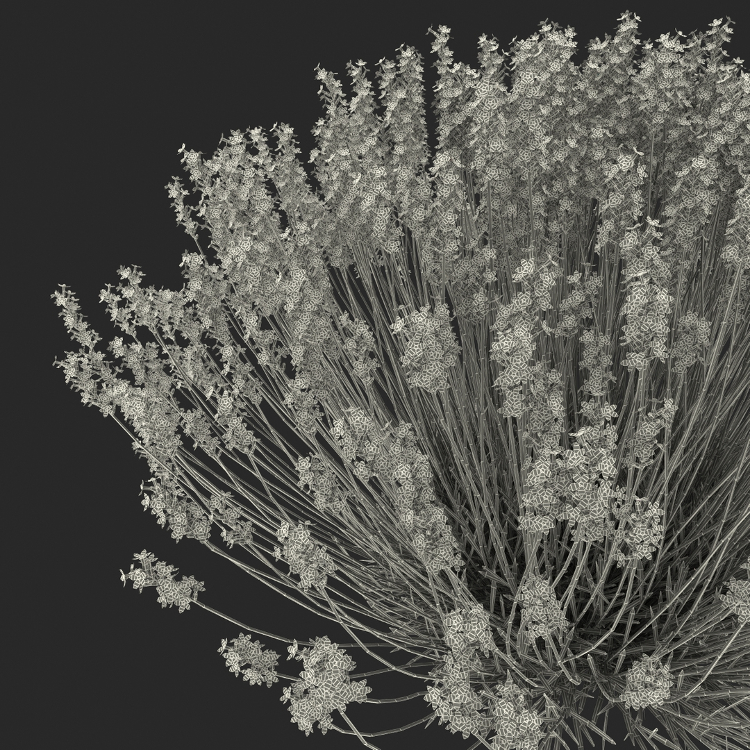 lavender bush 3d model