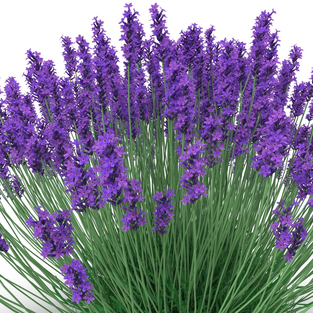 Lavender Bush 3d Model