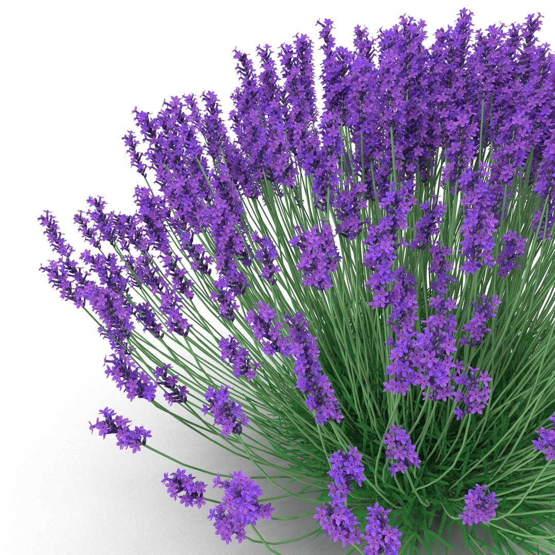 Lavender Bush 3d Model