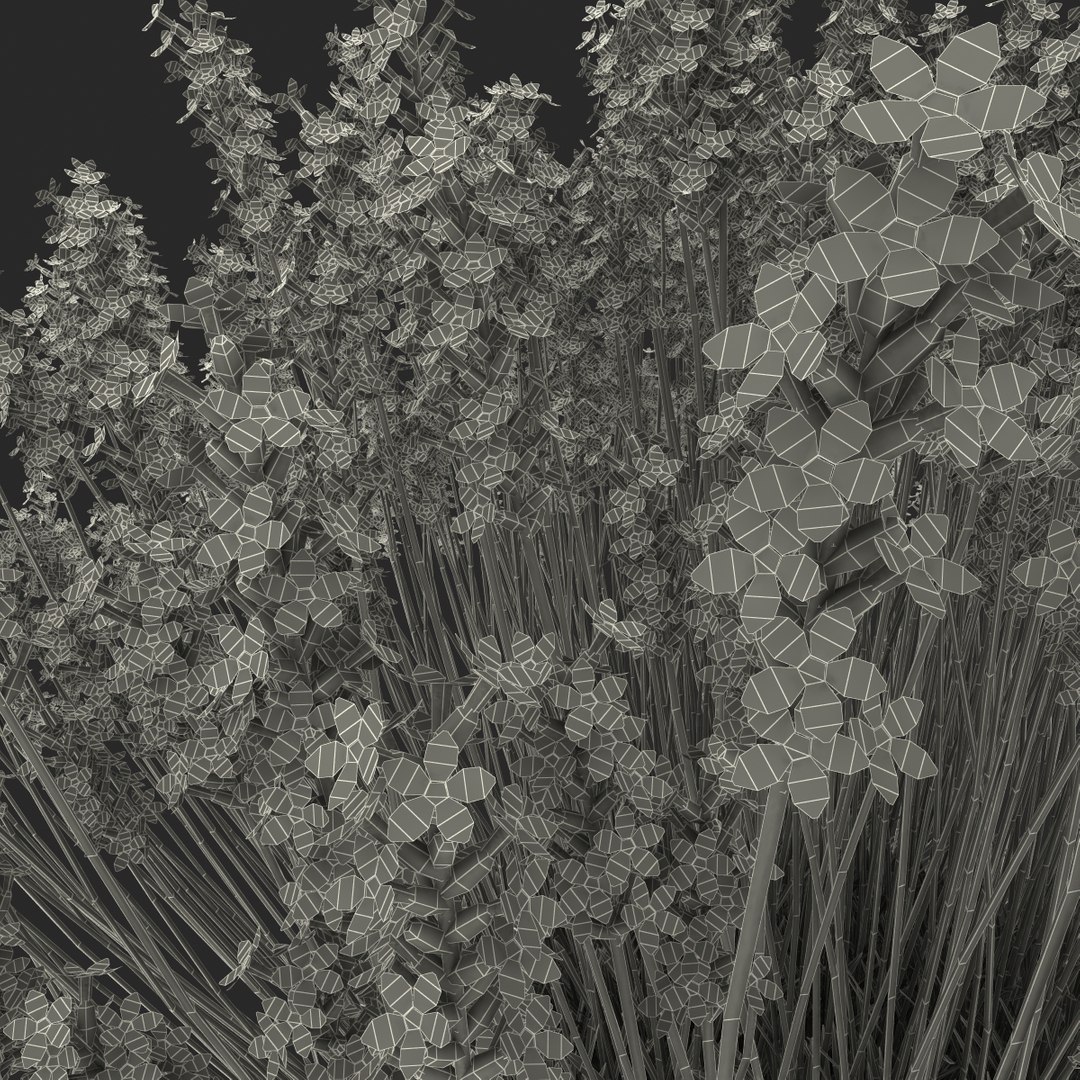 lavender bush 3d model