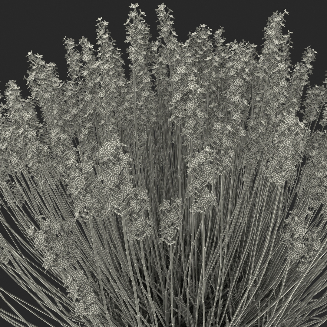lavender bush 3d model