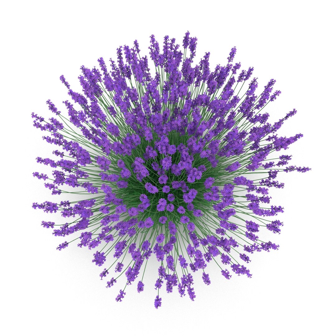 Lavender Bush 3d Model