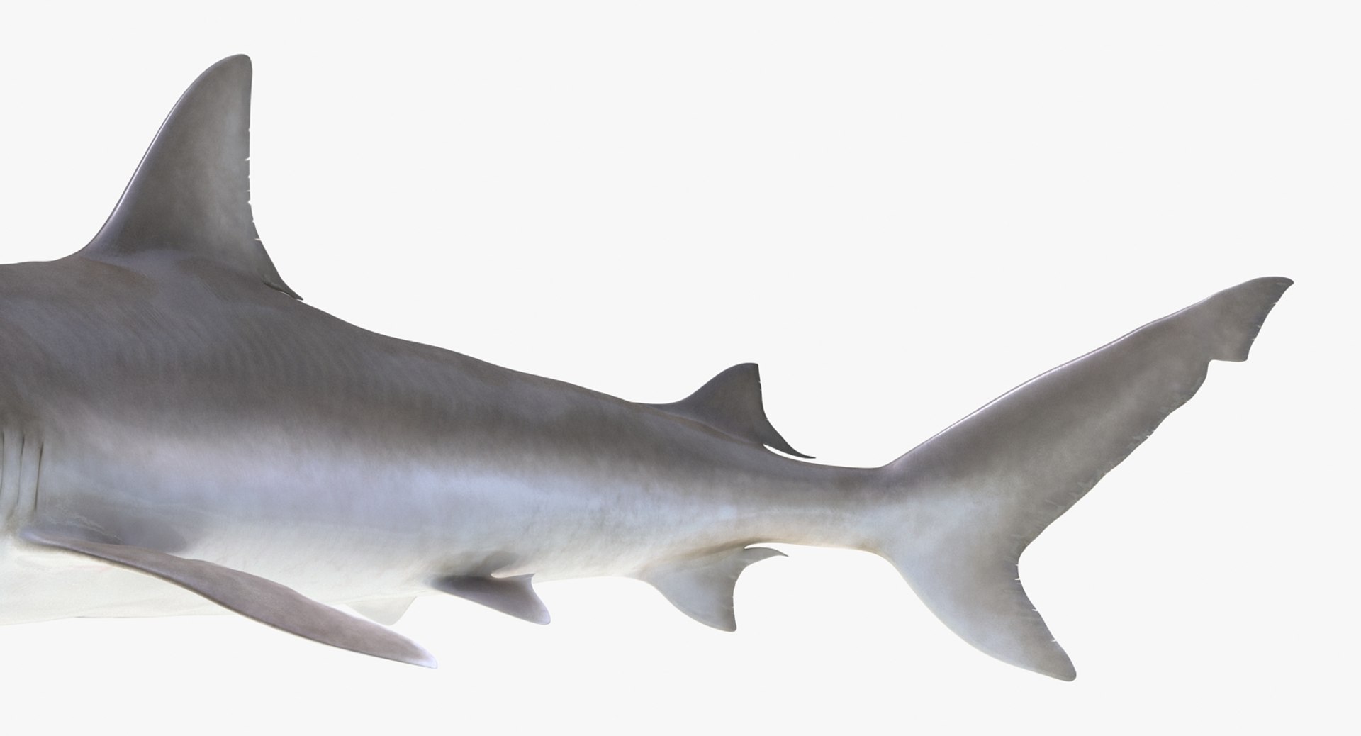 Blacknose Shark Pose 2 3d Model