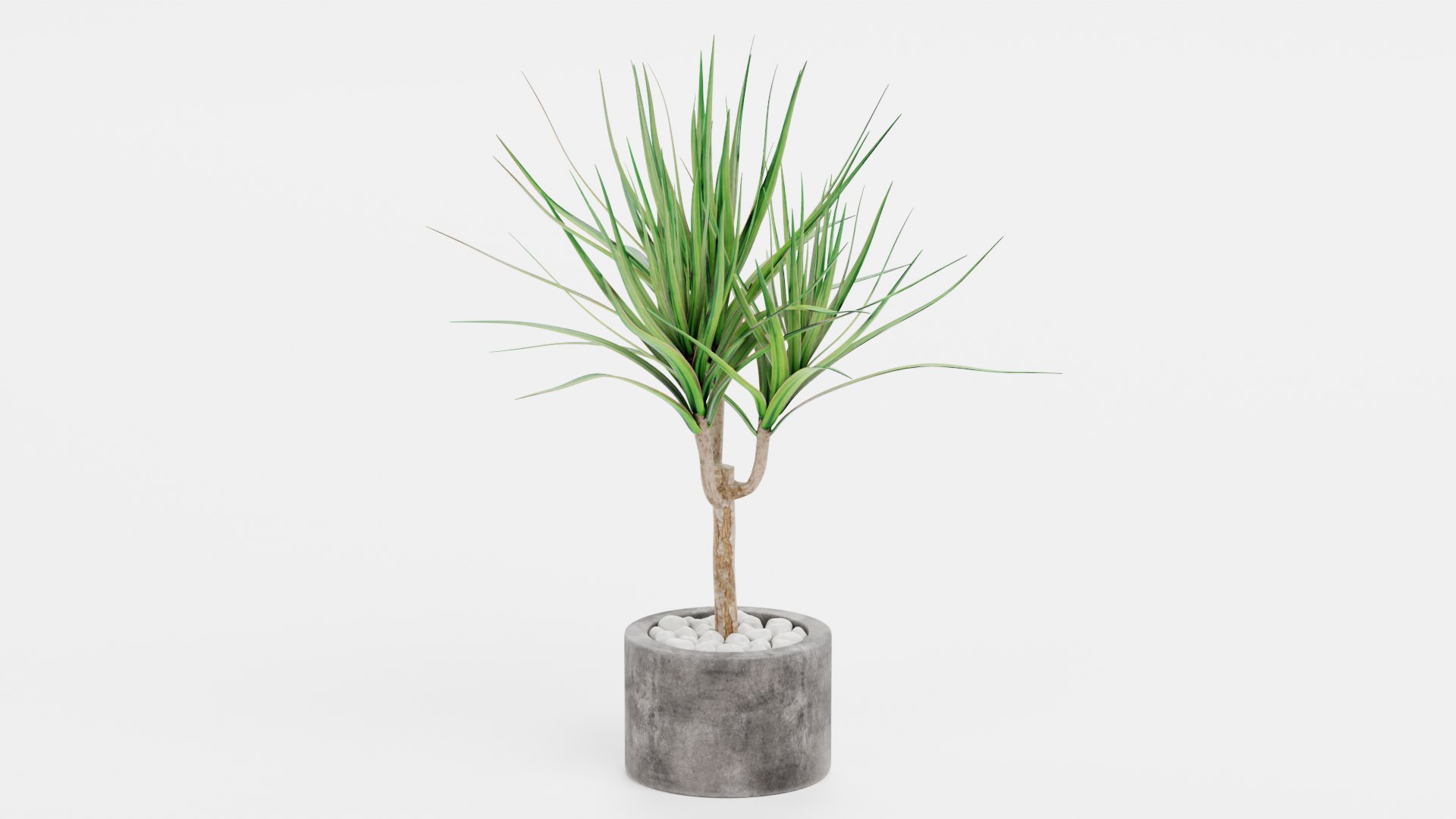 Dracena in Pot 2 3D model - TurboSquid 1894002