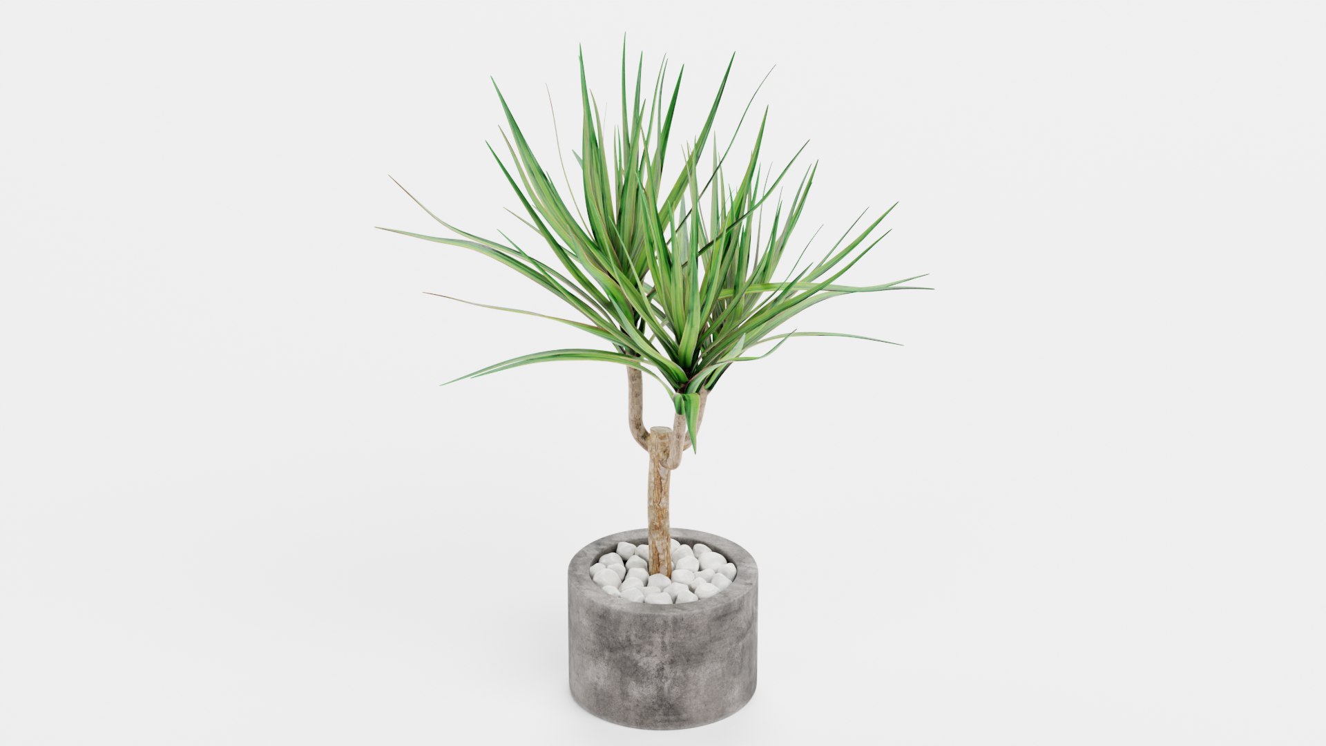 Dracena in Pot 2 3D model - TurboSquid 1894002