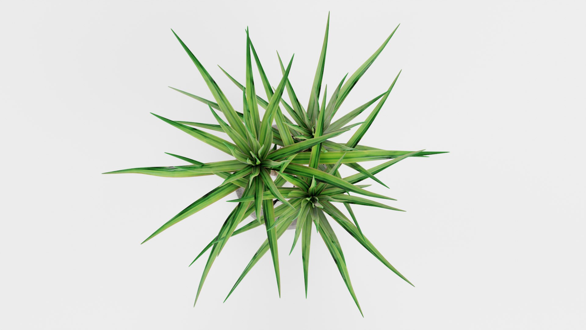 Dracena in Pot 2 3D model - TurboSquid 1894002