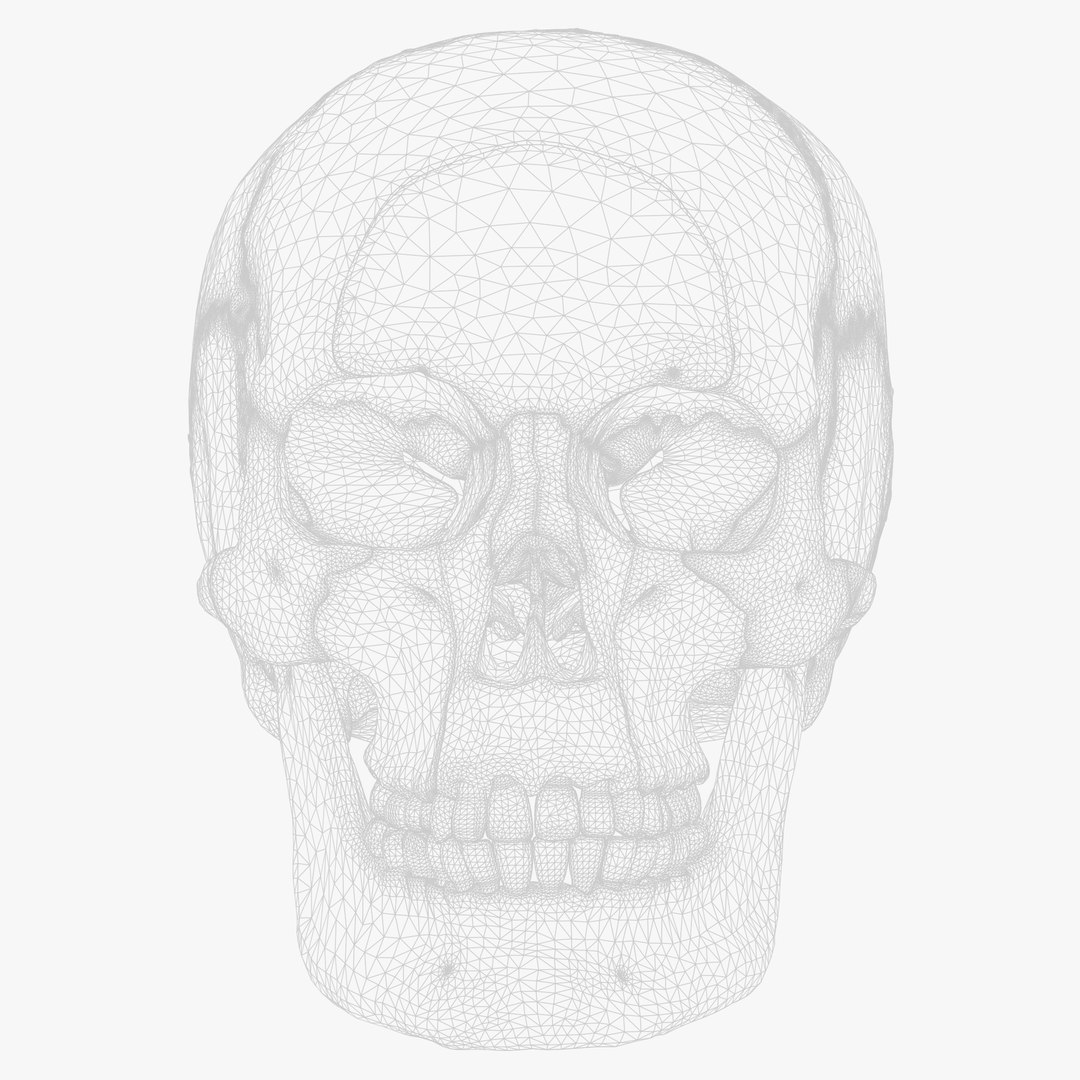 3D Human Skull Explode Anatomy Atlas V2 - TurboSquid 2142379