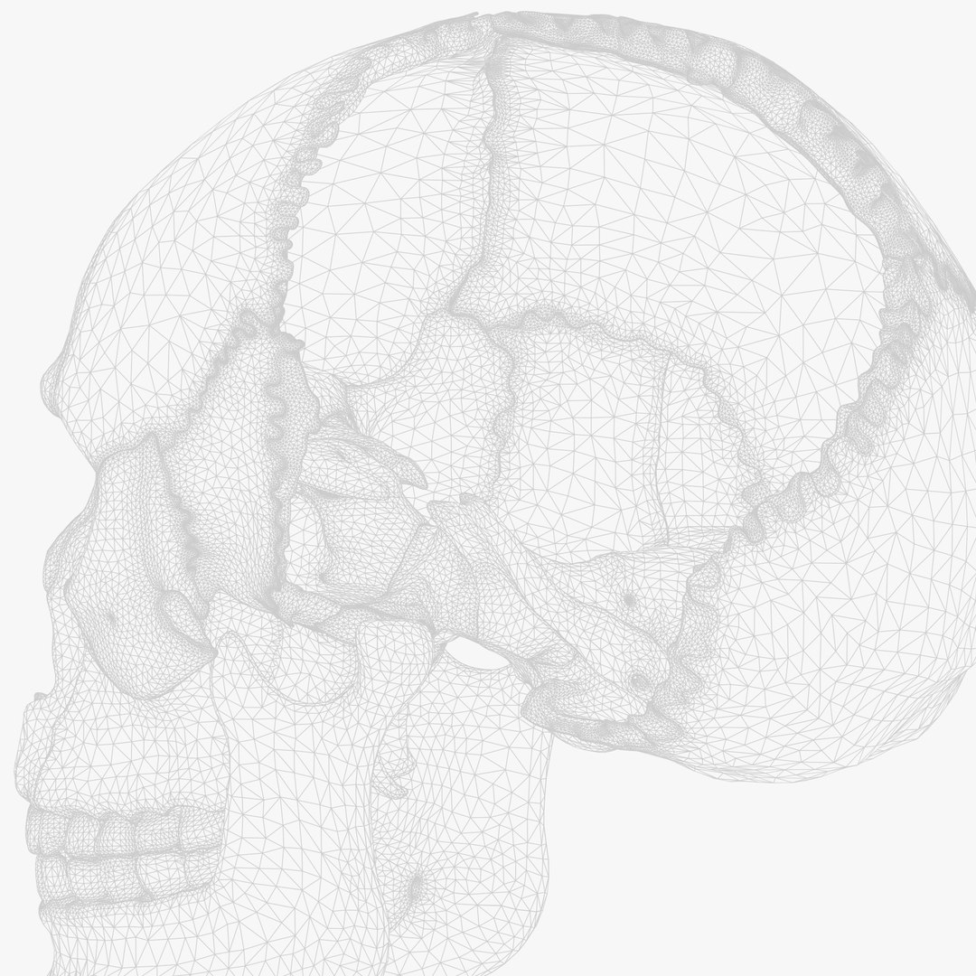 3D Human Skull Explode Anatomy Atlas V2 - TurboSquid 2142379