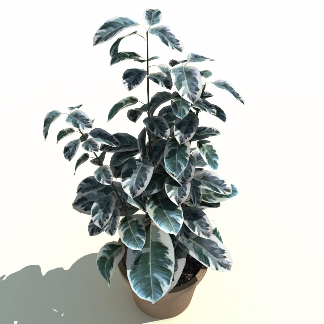 3d Ficus Benjamina Starlight
